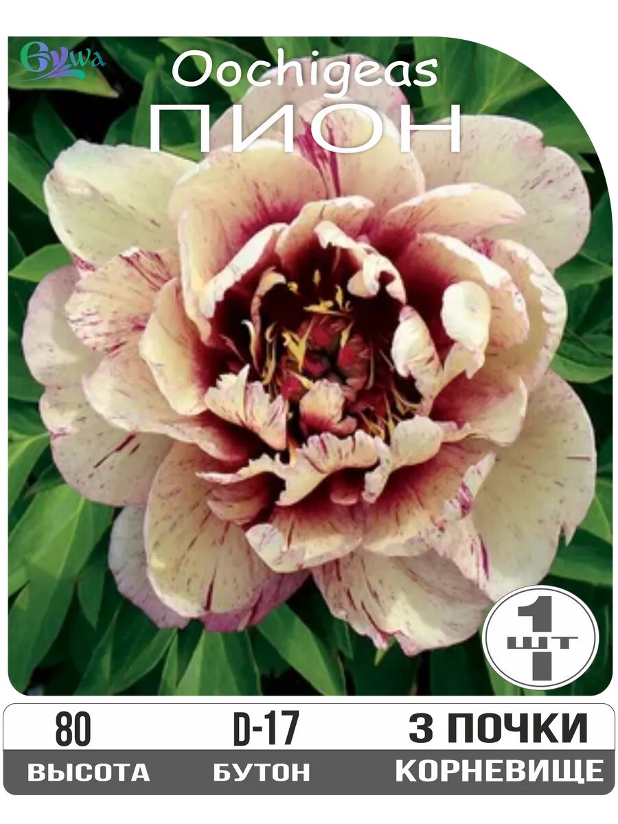 Пион корневище "Оучигас", 3 почки, зимостойкий, высота 80 см, кремово-розовый с фиолетовыми всполохами, Eywa