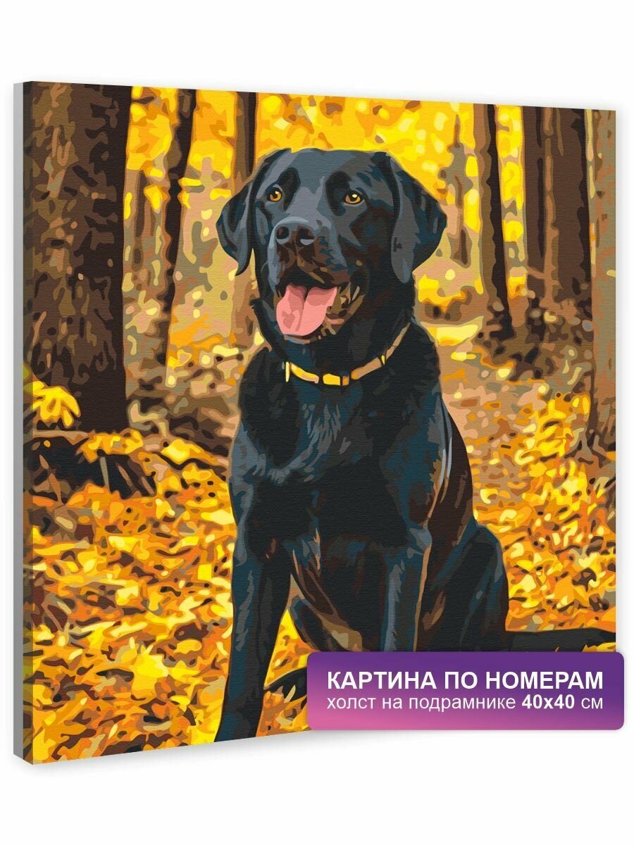 Картина по номерам на холсте с подрамником 40х40 см. Природа, животные, рыбы, птицы. Собаки, щенки. "Лабрадор", арт. 7044/