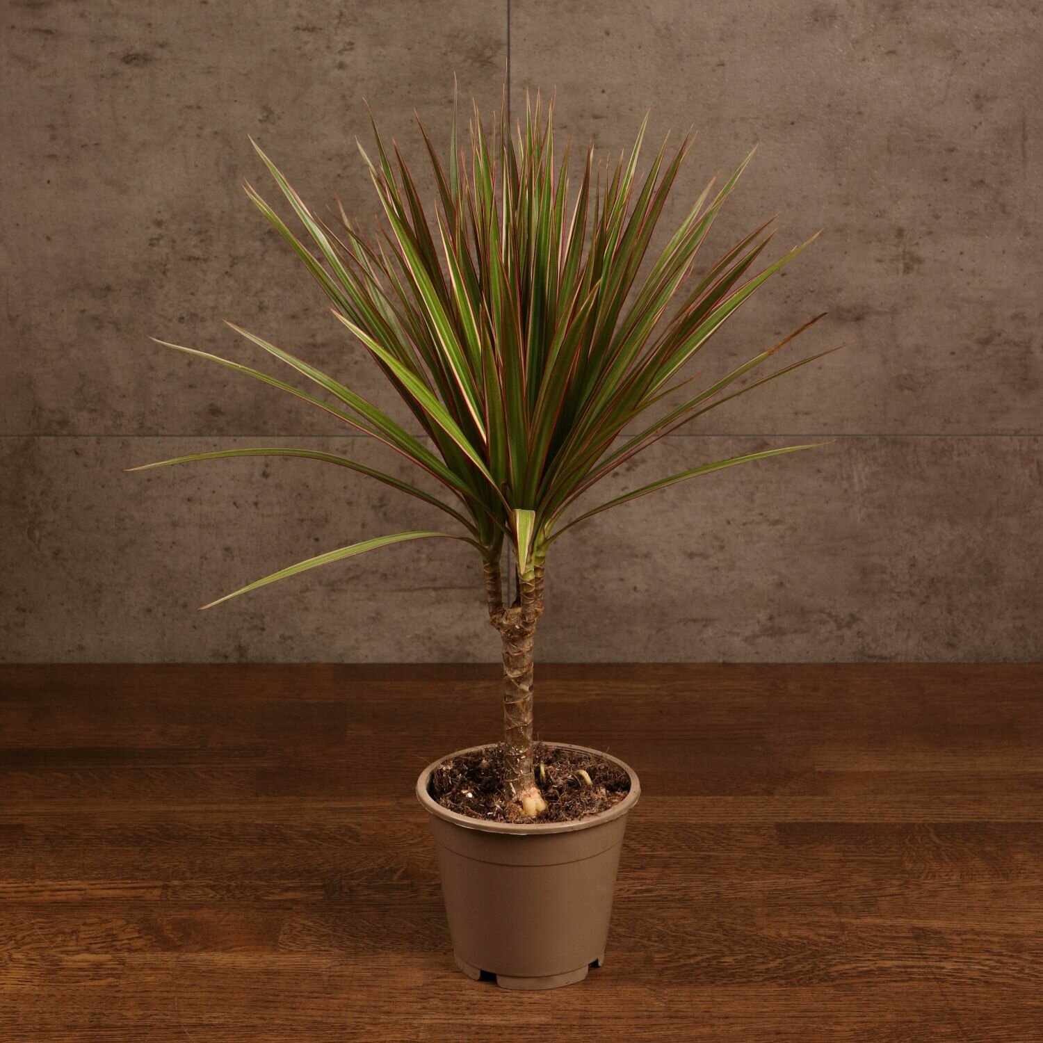 Драцена Маргината биколор 40/12