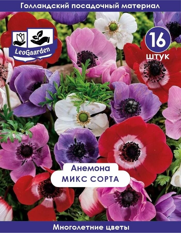 Анемона, микс, 16 шт