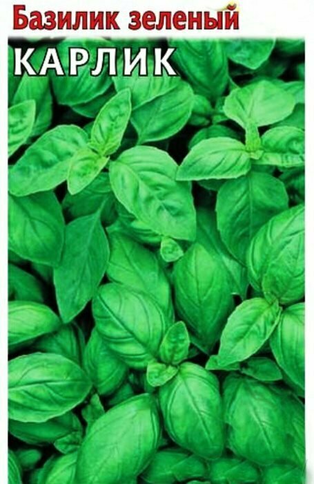 Семена Базилик Карлик, зеленый