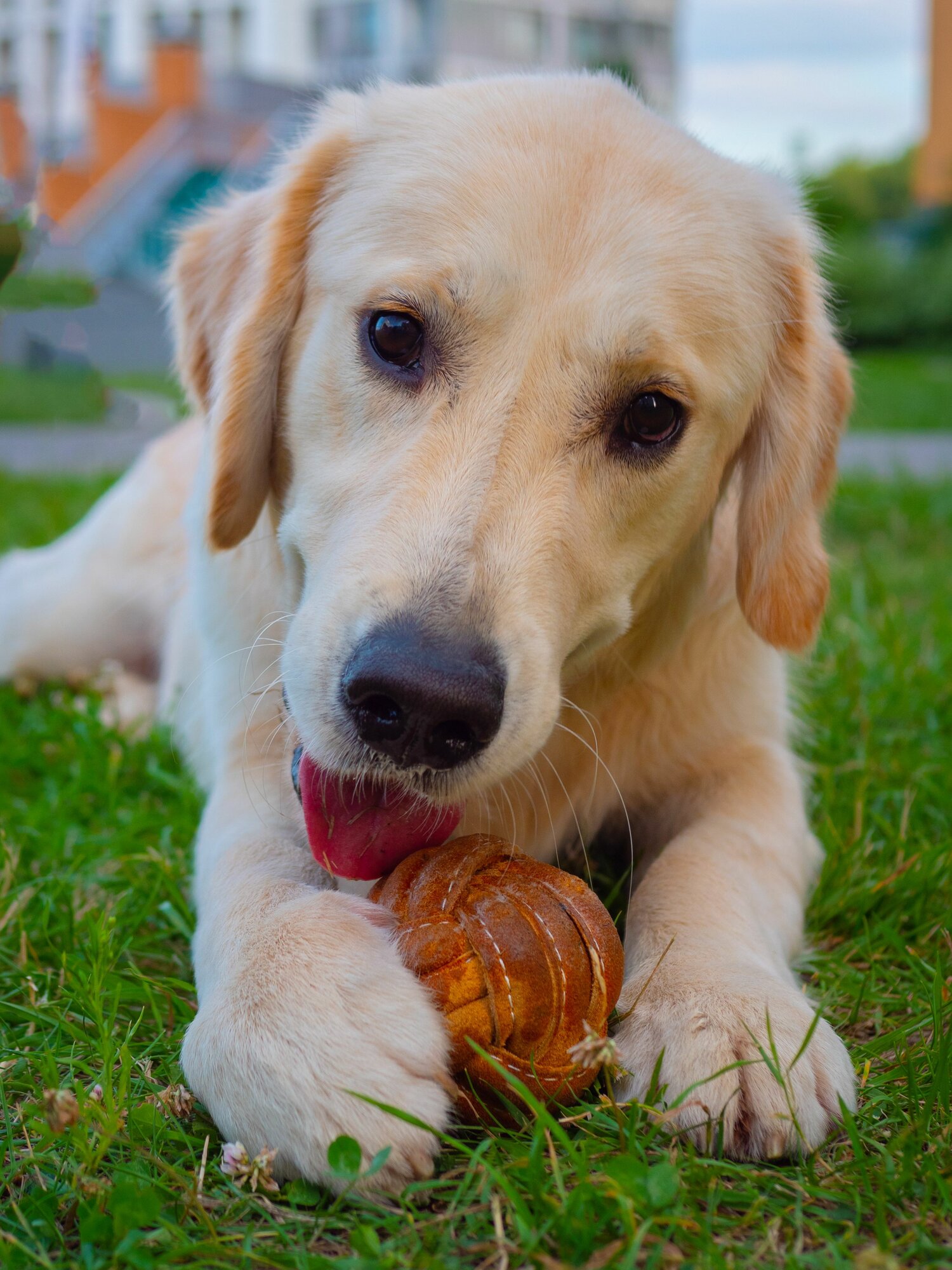 Игрушка для собак Japan Premium Pet Суперкожаная в виде мяча для сильных челюстей . Для коррекции поведения и снятия стресса у собак . Для всех пород