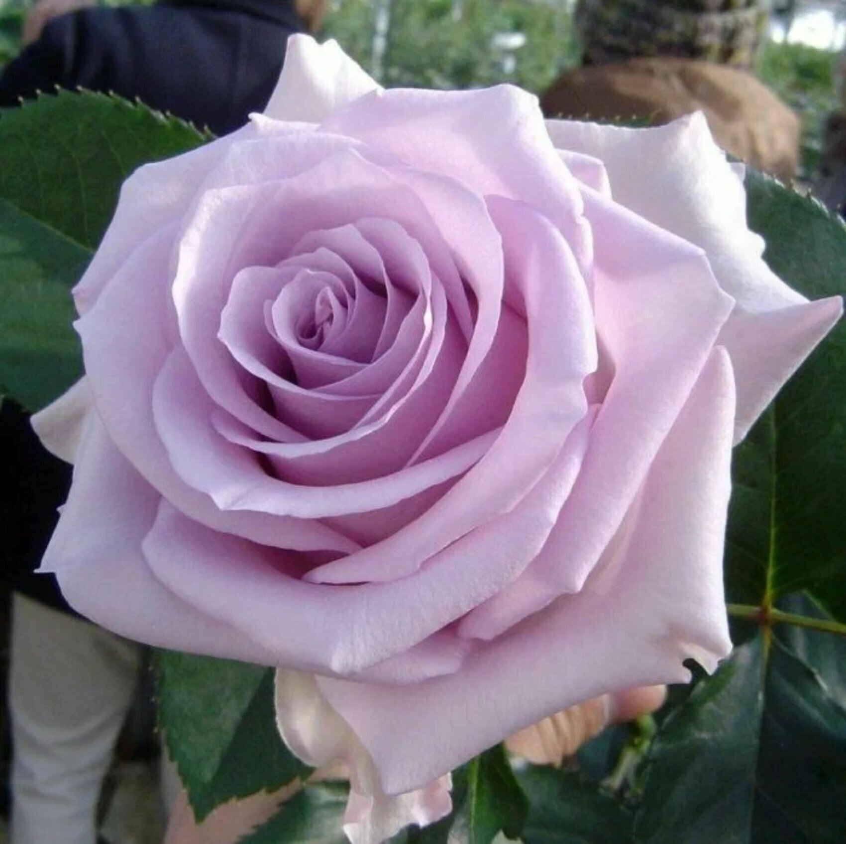 Роза чайно-гибридная Песня Океана (Ocean song) / 1 шт, ароматный, непрерывноцветущий сорт