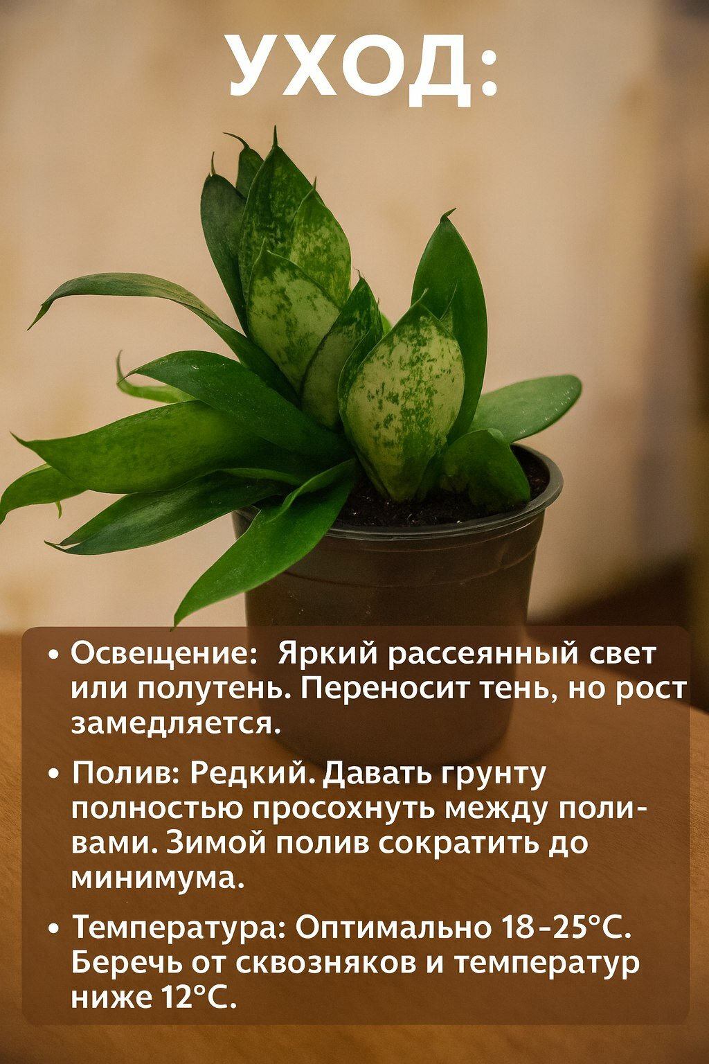 Сансевиерия Ханни (Sansevieria Hahnii) / Суккулент Декоративный / Комнатное Растение в Горшке / Неприхотливое растение для Дома и Офиса — фото 1