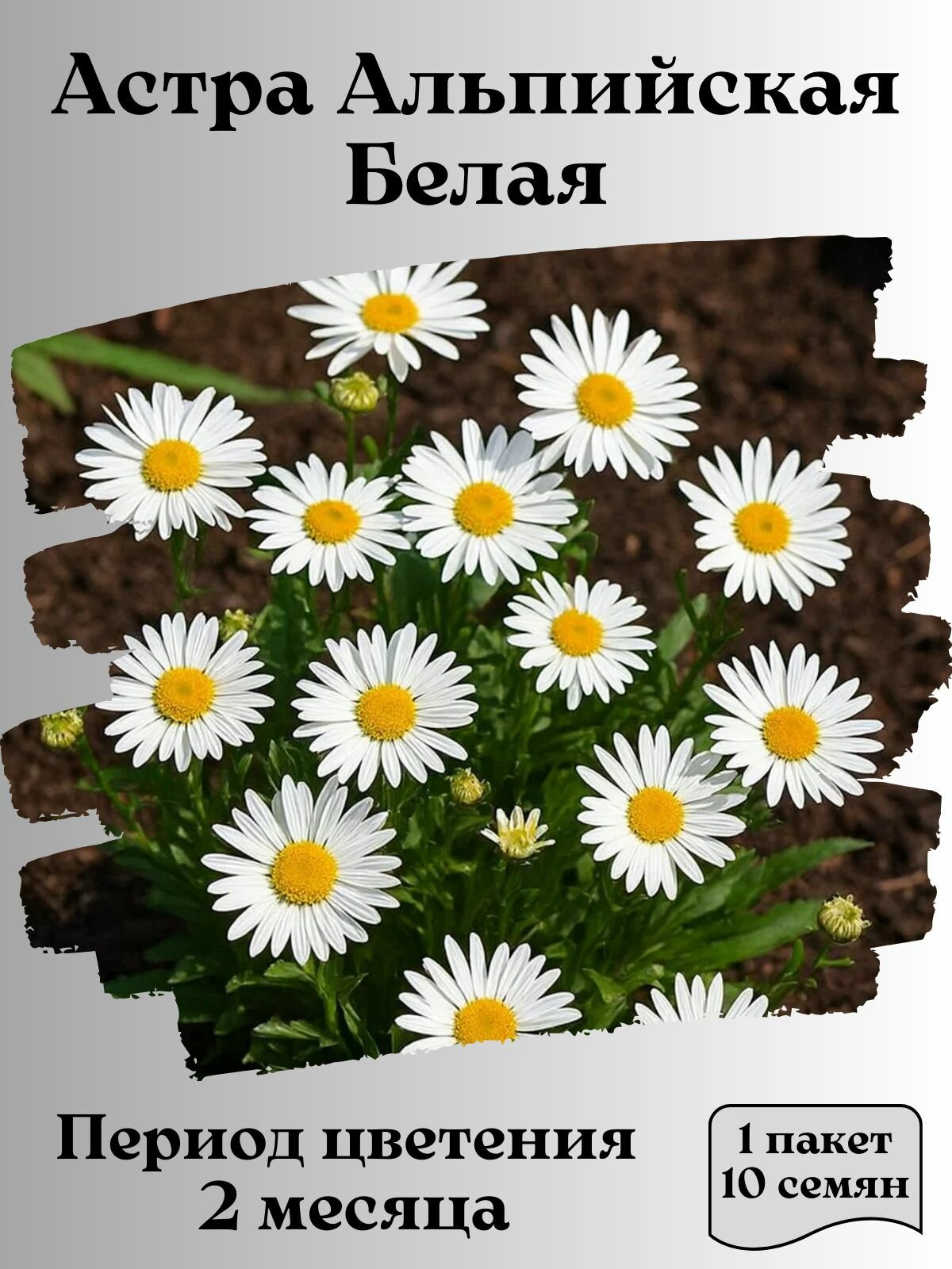 Астра Альпийская Белая, семена, 10 шт, 15 гр.
