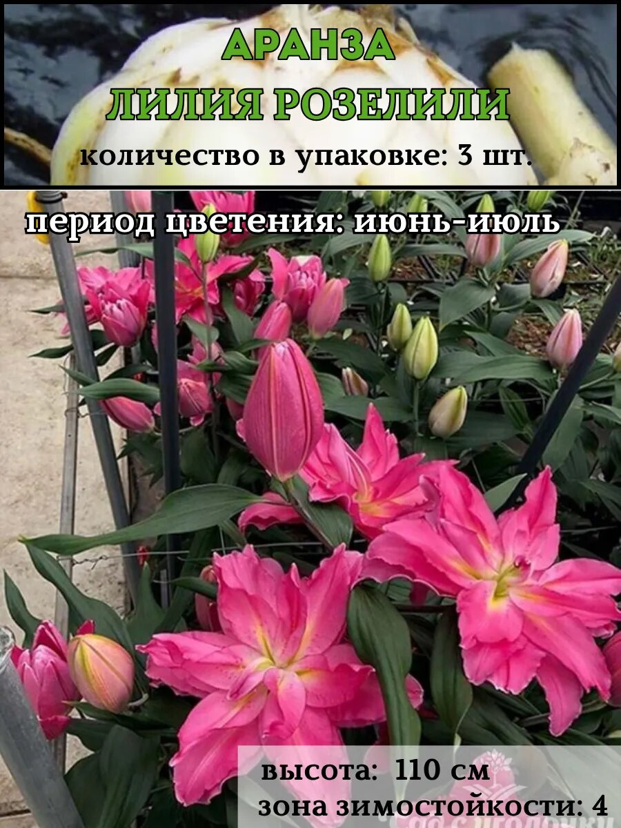 Лилия восточная, луковицы 3 штуки