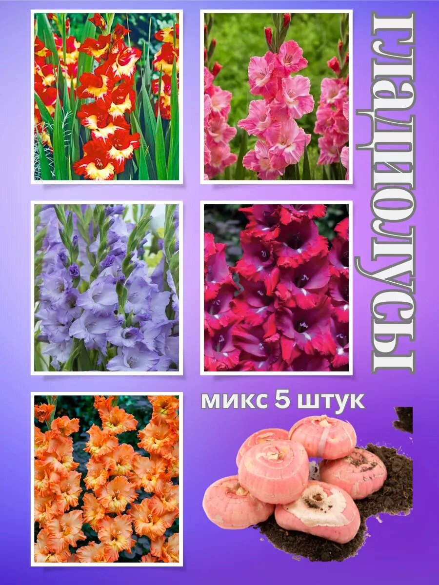 Гладиолус крупноцветковый, махровый , микс сортов, 5 луковиц