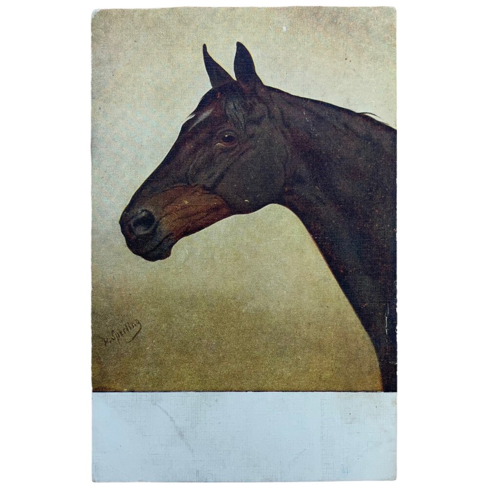 Почтовая открытка "Шперлинг. Голова лошади" 1922-1970 гг. СССР