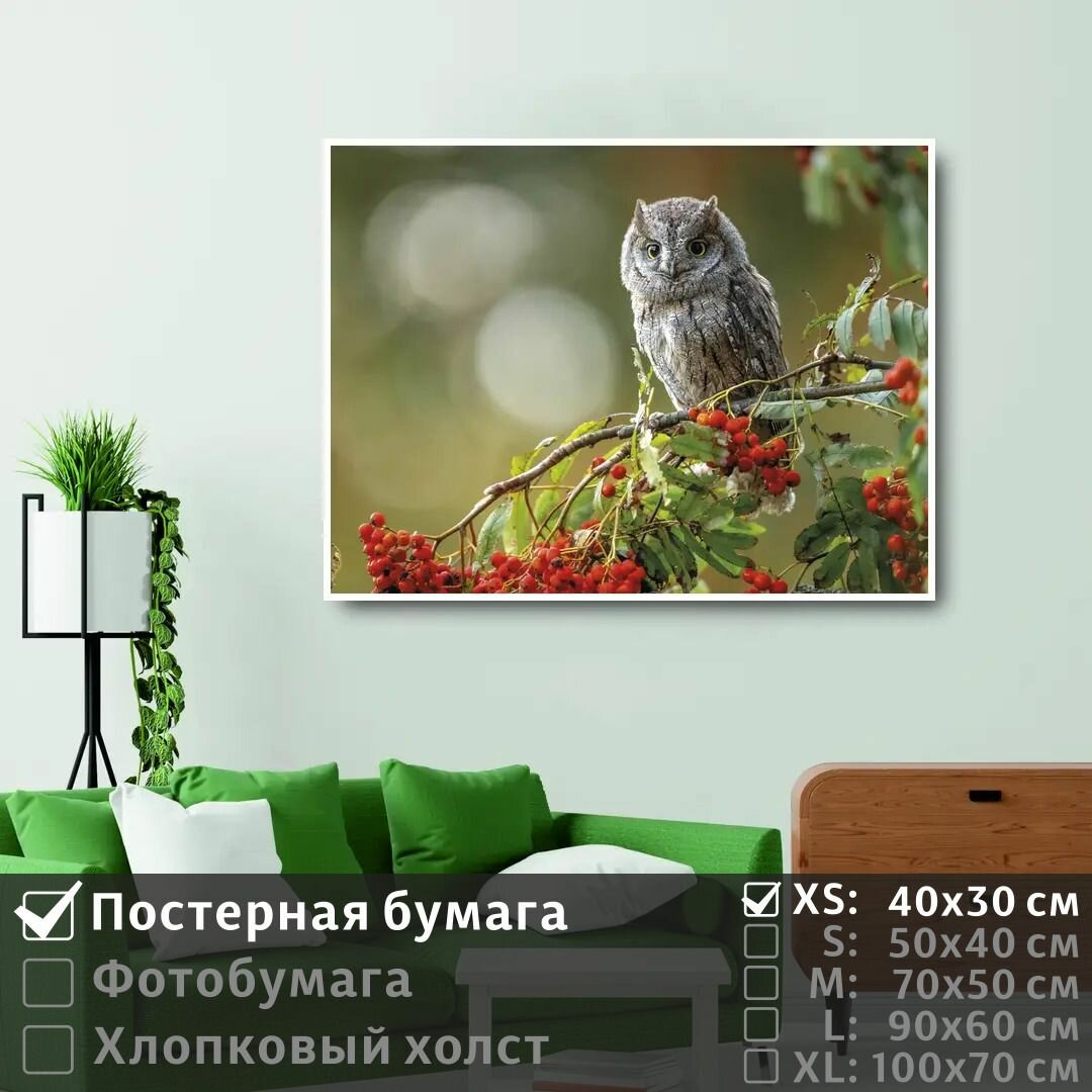 Постер на стену Сова Сидит На Ветке Красной Рябины В Лесу 40х30 см ПолиЦентр