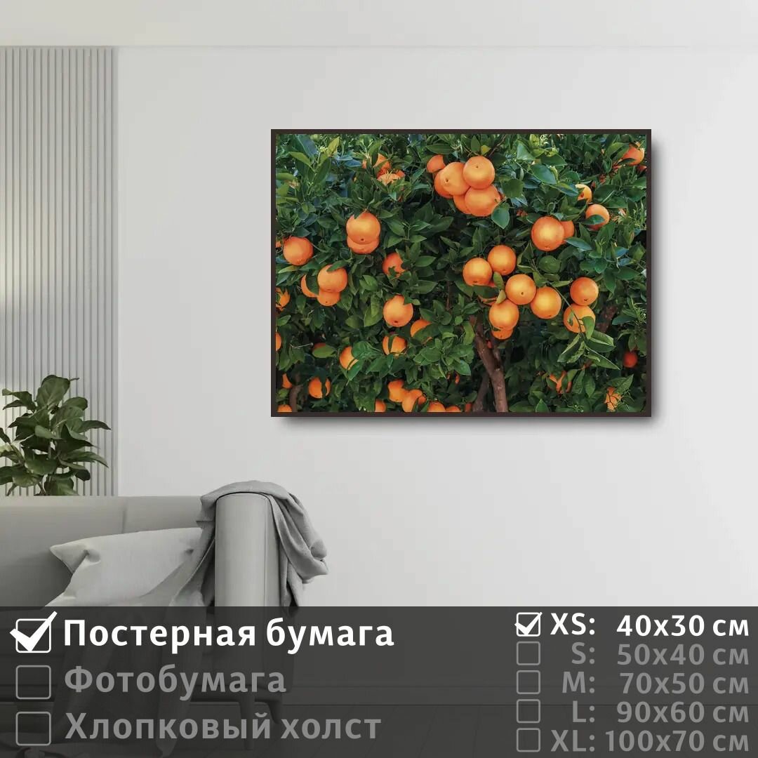 Постер на стену Испанские Апельсины 40х30 см ПолиЦентр