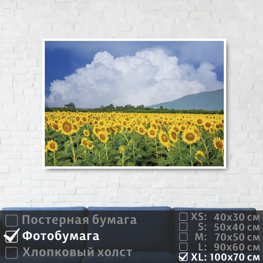 Постер на фотобумаге Подсолнухи Под Голубым Небом С Облаками 100х70 см ПолиЦентр