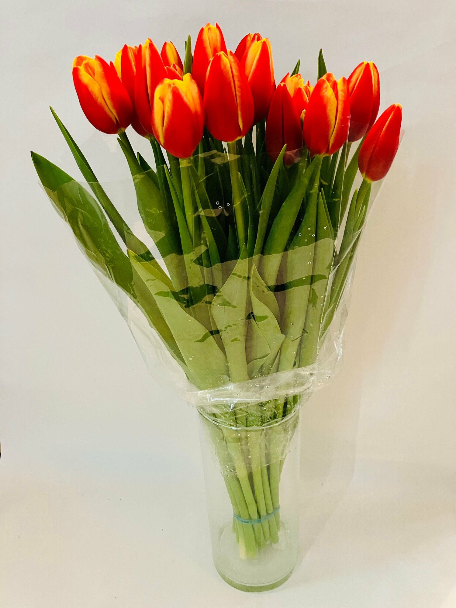 15 свежих, красно-жёлтых, российских тюльпанов , 42 см, в упаковке производителя. Мелкий опт