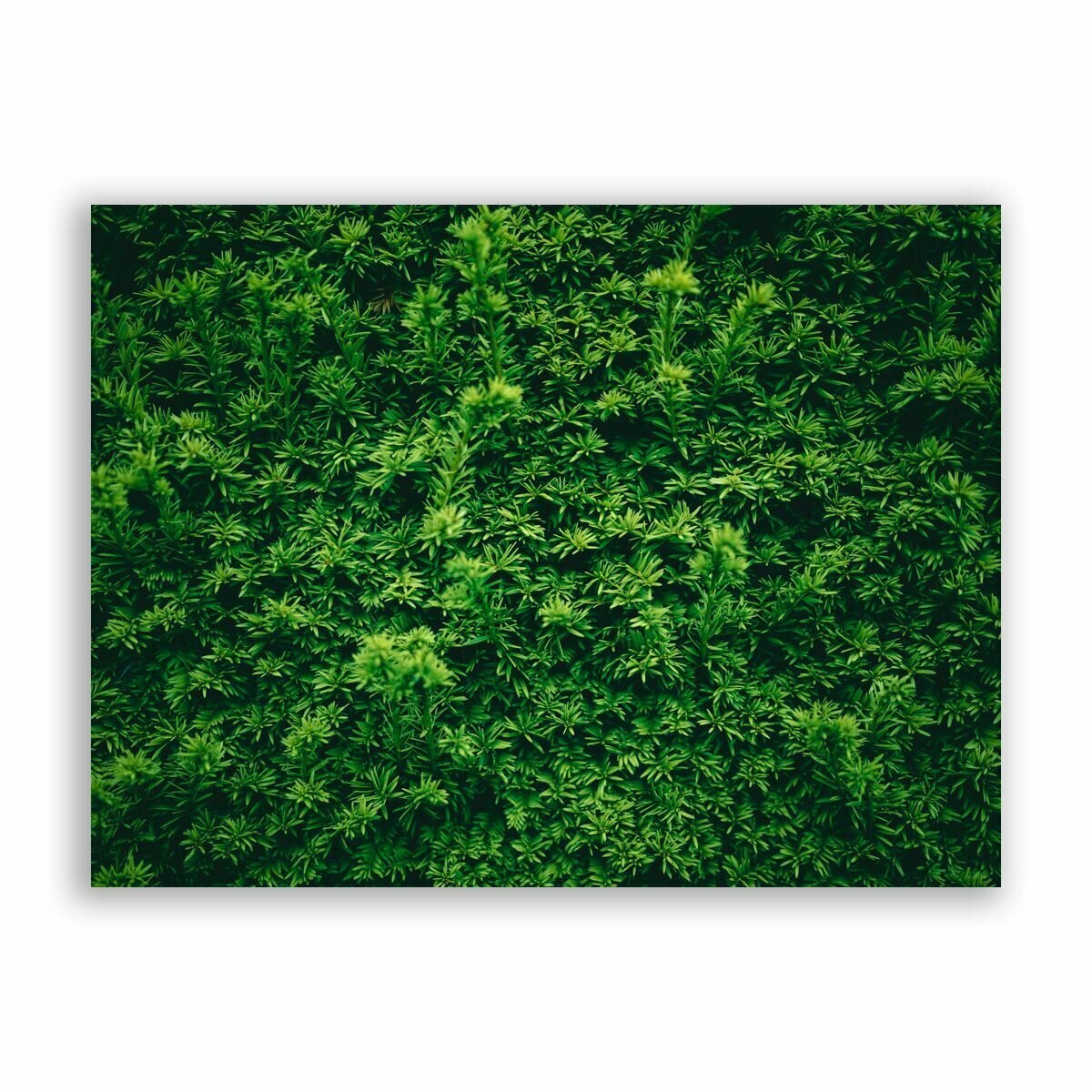 Постер, плакат на бумаге / Мох / Размер 30 x 40 см