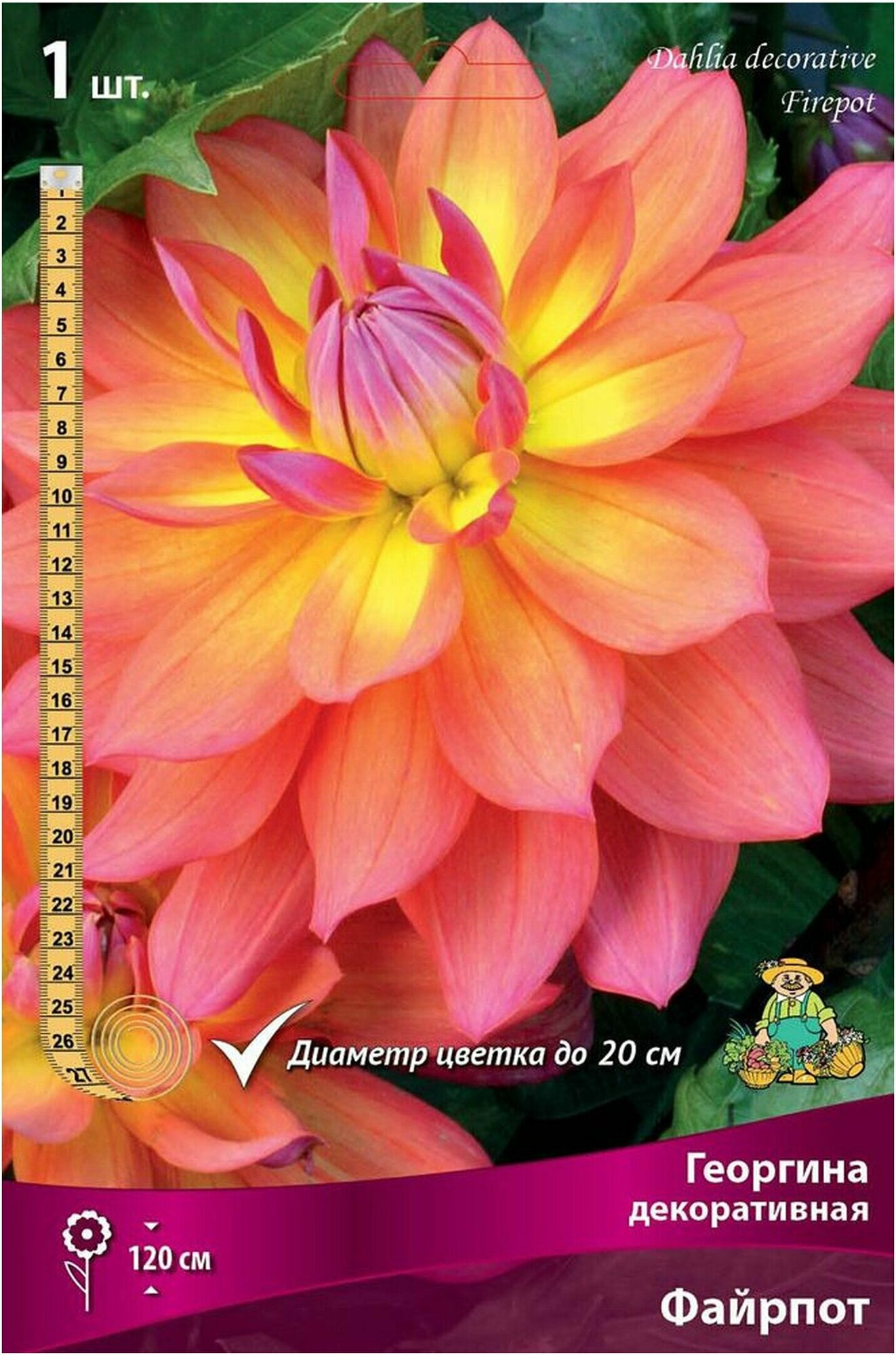 Клубни георгины декоративной поиск Файрпот 1 шт