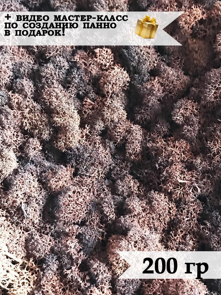 Стабилизированный мох ягель 200 гр коричневый живой лесной мох для декора, озеленения и дизайна, лишайник сухоцветы для поделок из природных материалов декорирования поделок сделай сам, не искусственный