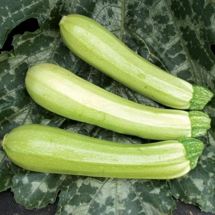 Семена Кабачок Кавили F 3 шт.