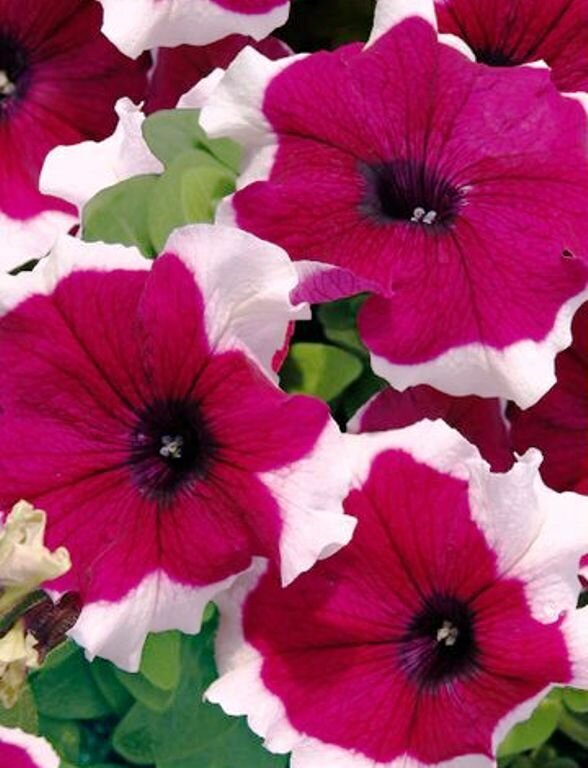 Семена растения петуния крупноцветковая f1 лимбо бургунди пикоти (серия limbo)