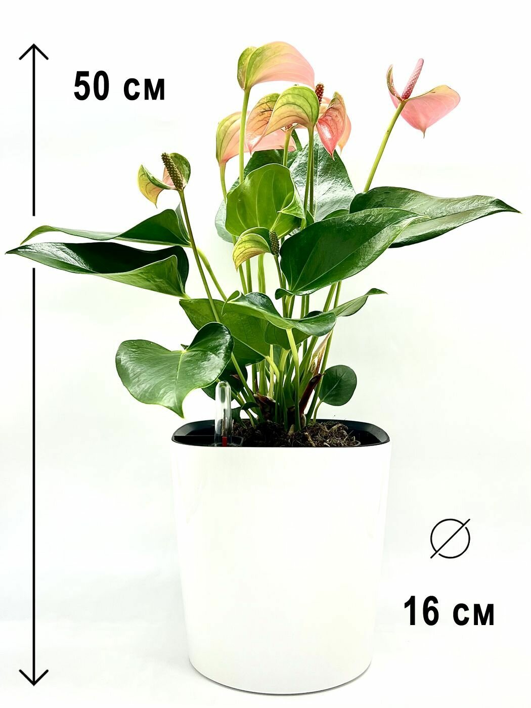 Антуриум Джоли персиковый в белом пластиковом кашпо с автополивом, высота композиции 40-50 см