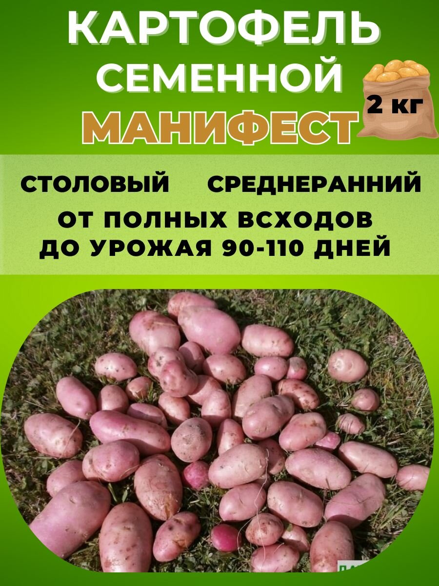 Картофель семенной Манифест, клубни для посадки
