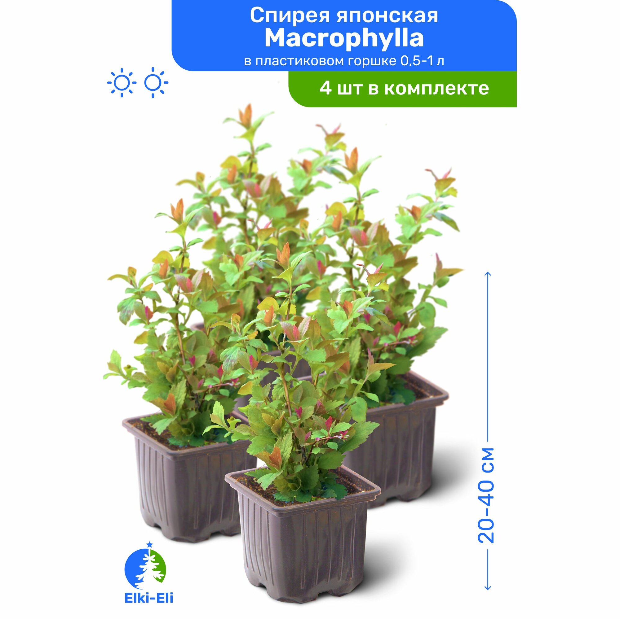 Спирея японская Macrophylla (Макрофилла) 20-40 см в пластиковом горшке 0,5-1 л, саженец, лиственное живое растение, комплект из 4 шт