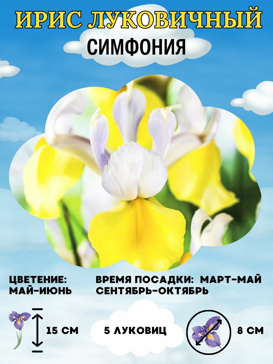 Ирис луковичный 5шт.