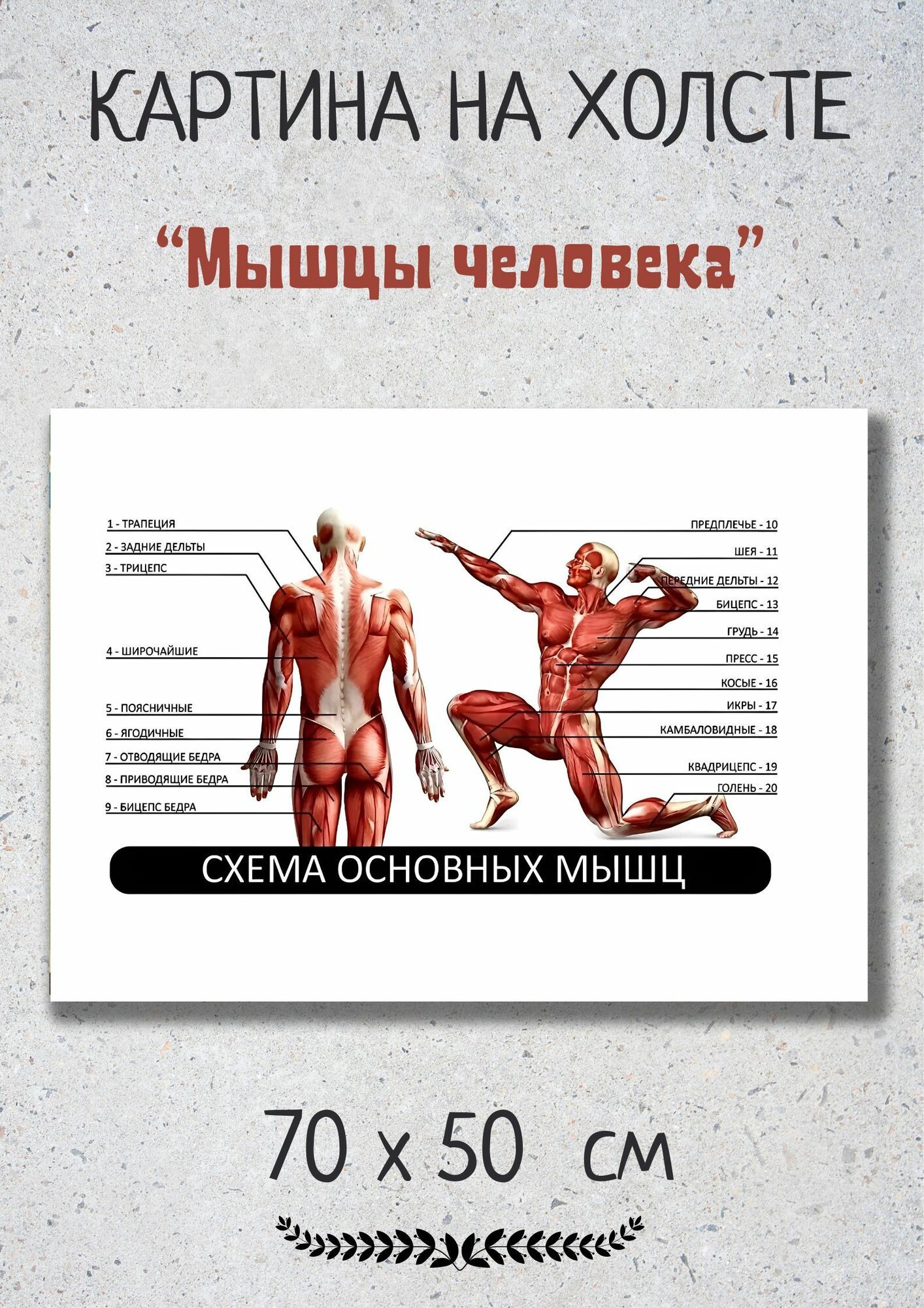 Картина интерактивная "Мышцы человека с обозначениями"