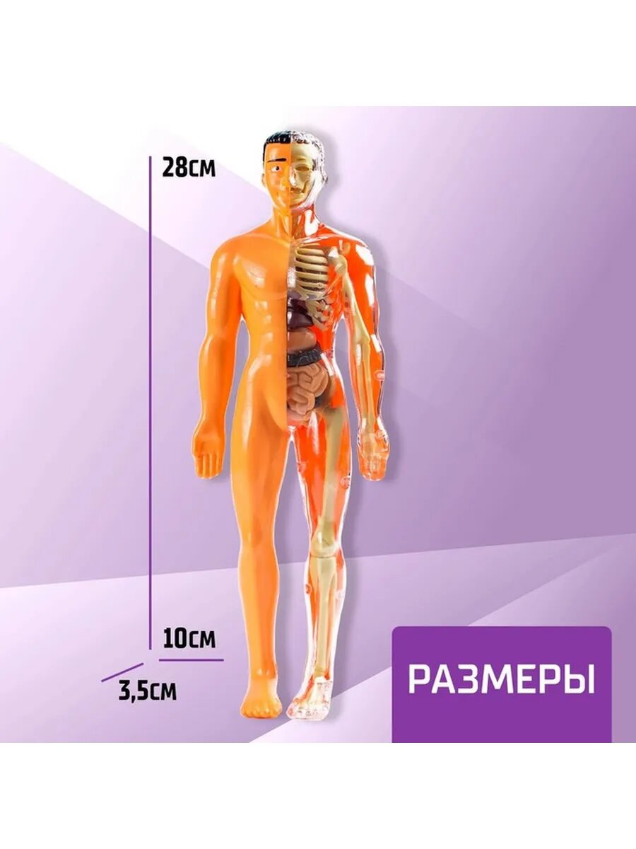 Загадочный мир человеческого тела
