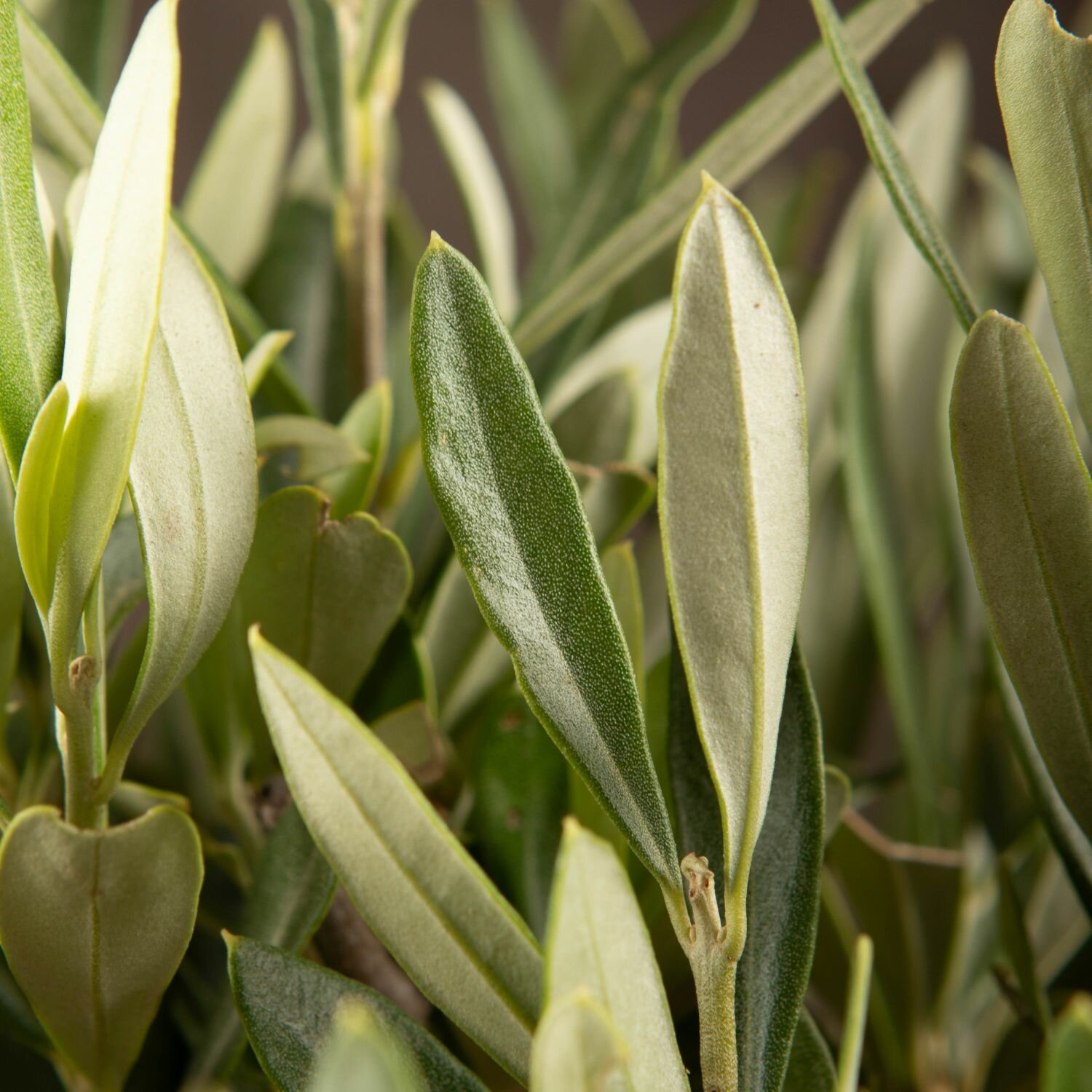 Комнатное растение LuxuryPlants "Оливковое дерево 35/17" — фото 1