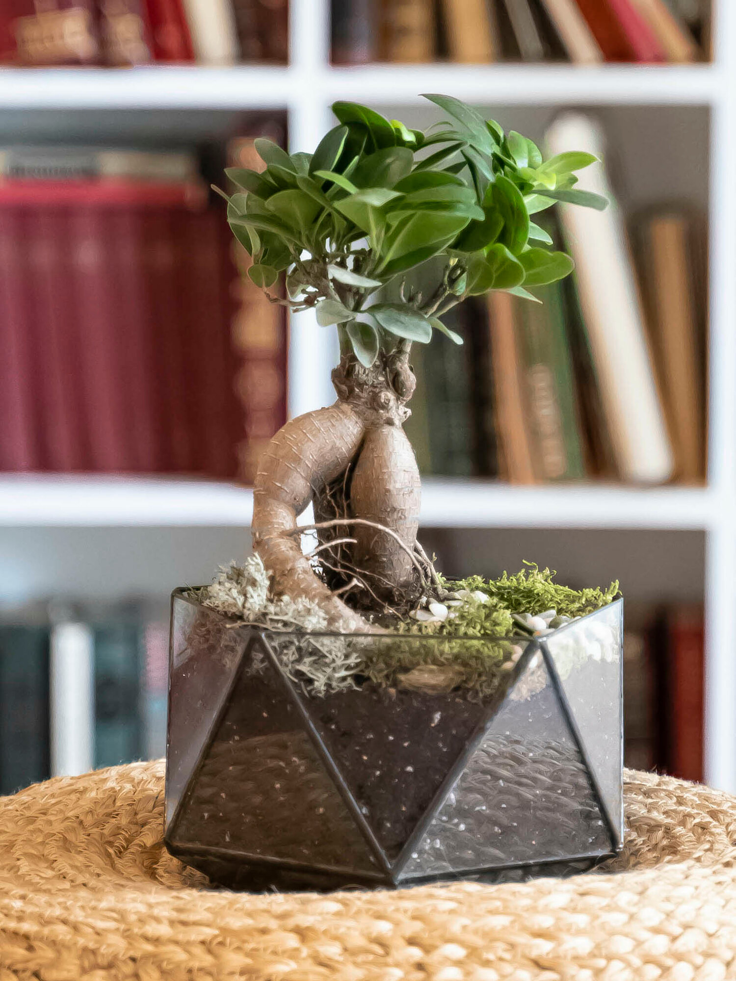 Geo Glass: Фикус микрокарпа , бонсай в изящном кашпо Тиффани, гинсенг в горшке
