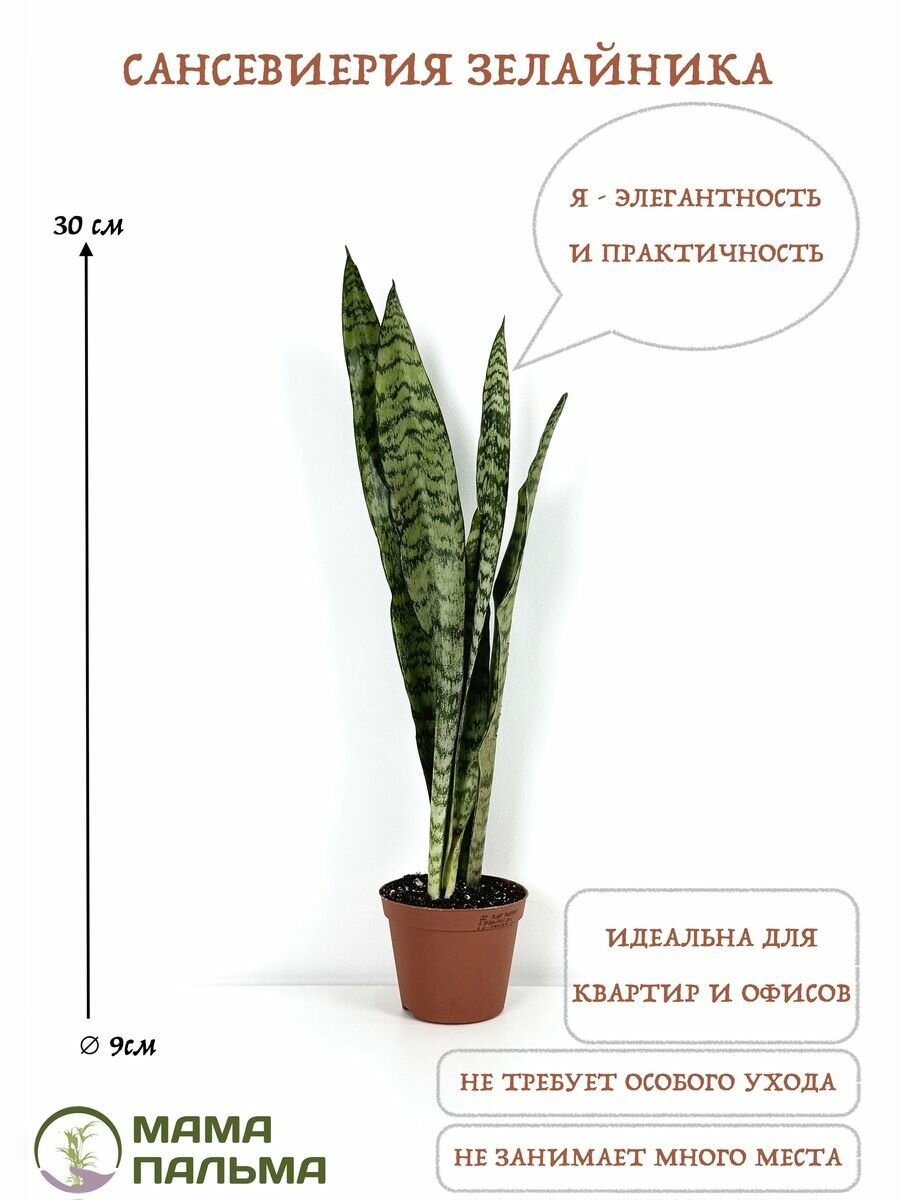 Живое растение Сансевиерия Зейланика щучий хвост в горшке D9 высота 30 см