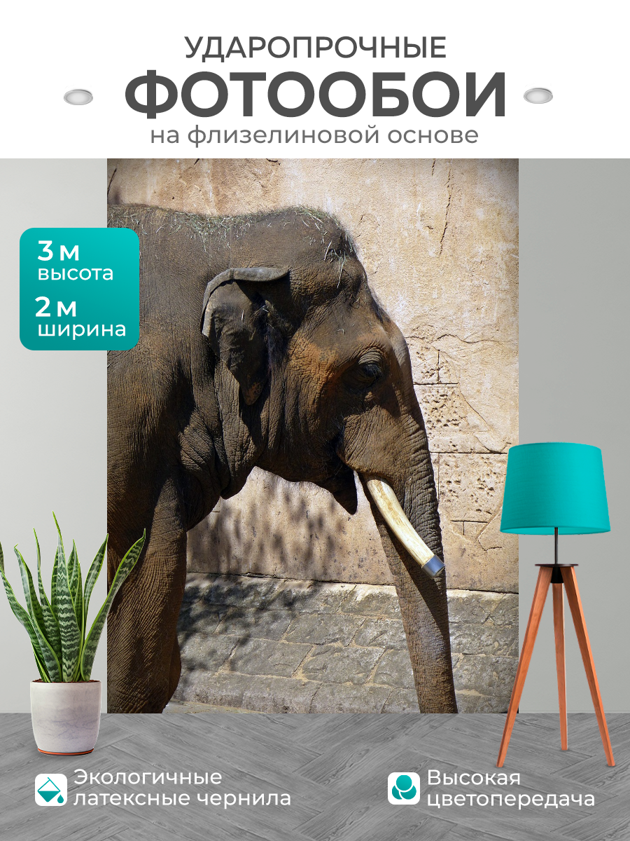 Фотообои моющиеся ударопрочные "Слон, голова слона, ствол" 200x300 см. флизелиновые на стену