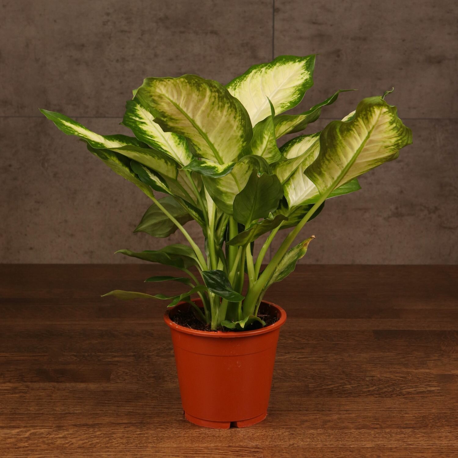 Диффенбахия Камилла 35/12