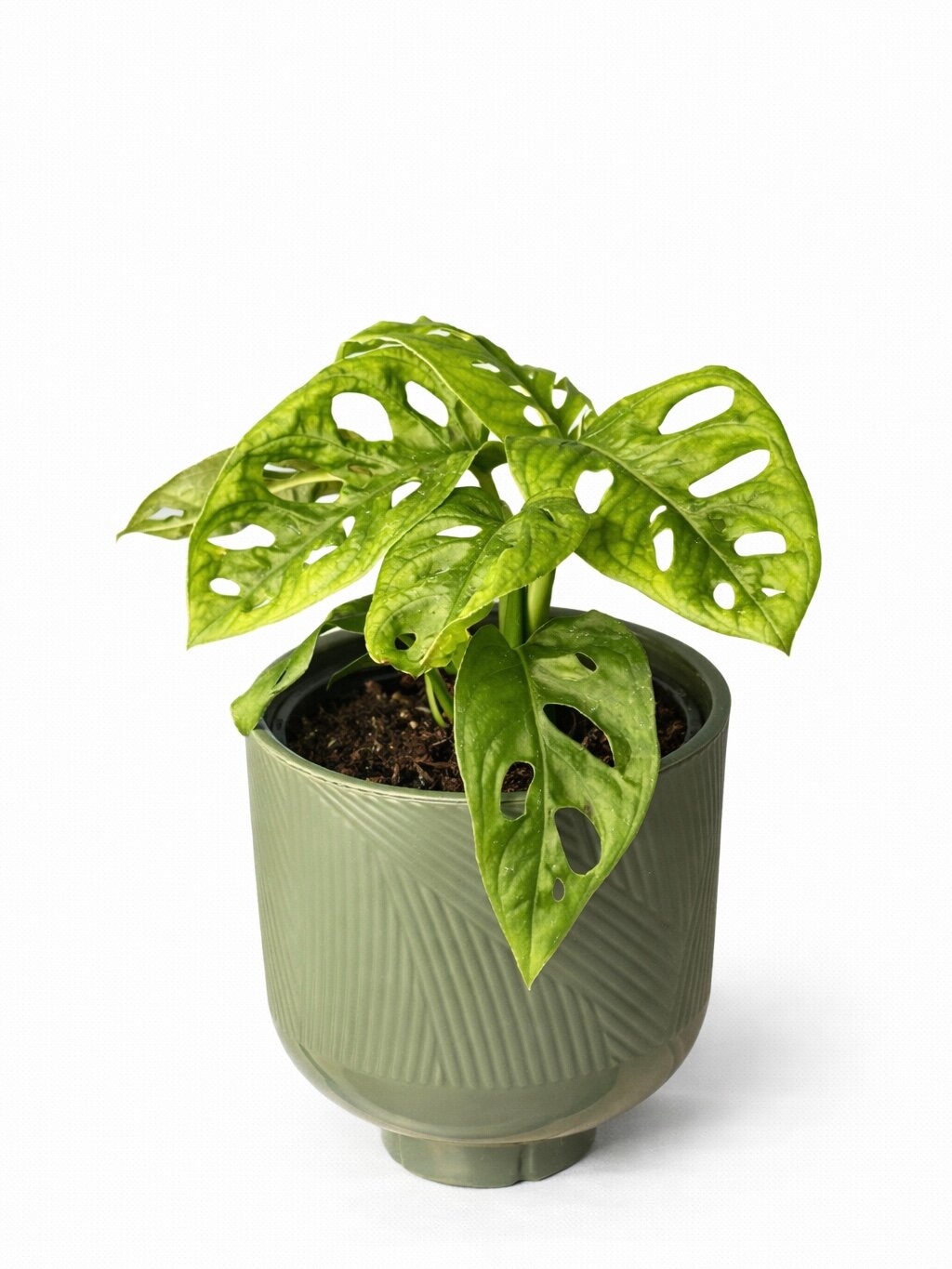 Монстера Адансони (Monstera adansonii) — стильный экзот с ажурной листвой