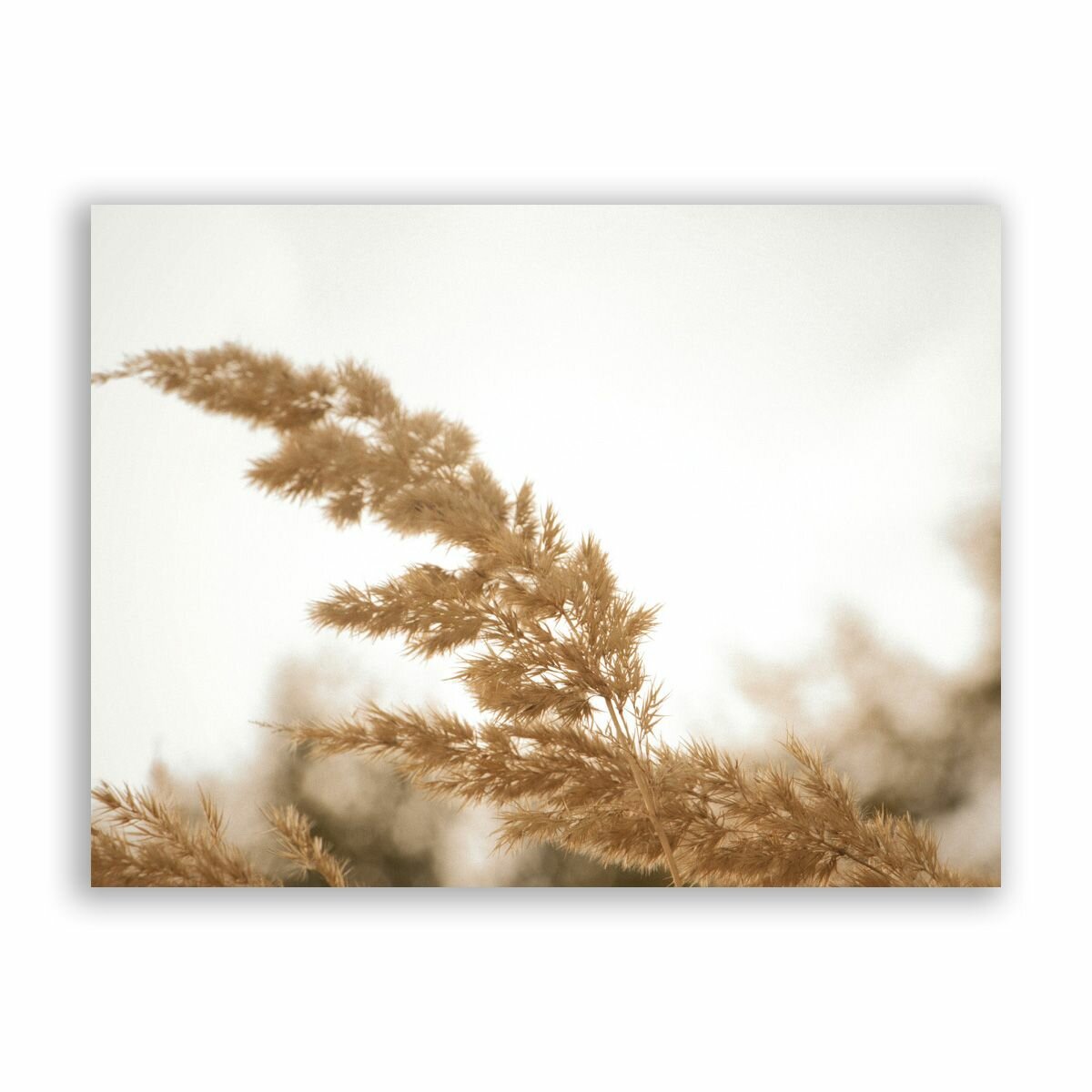 Постер, плакат на бумаге / Скандинавский стиль - Сухоцветы / Размер 40 x 53 см
