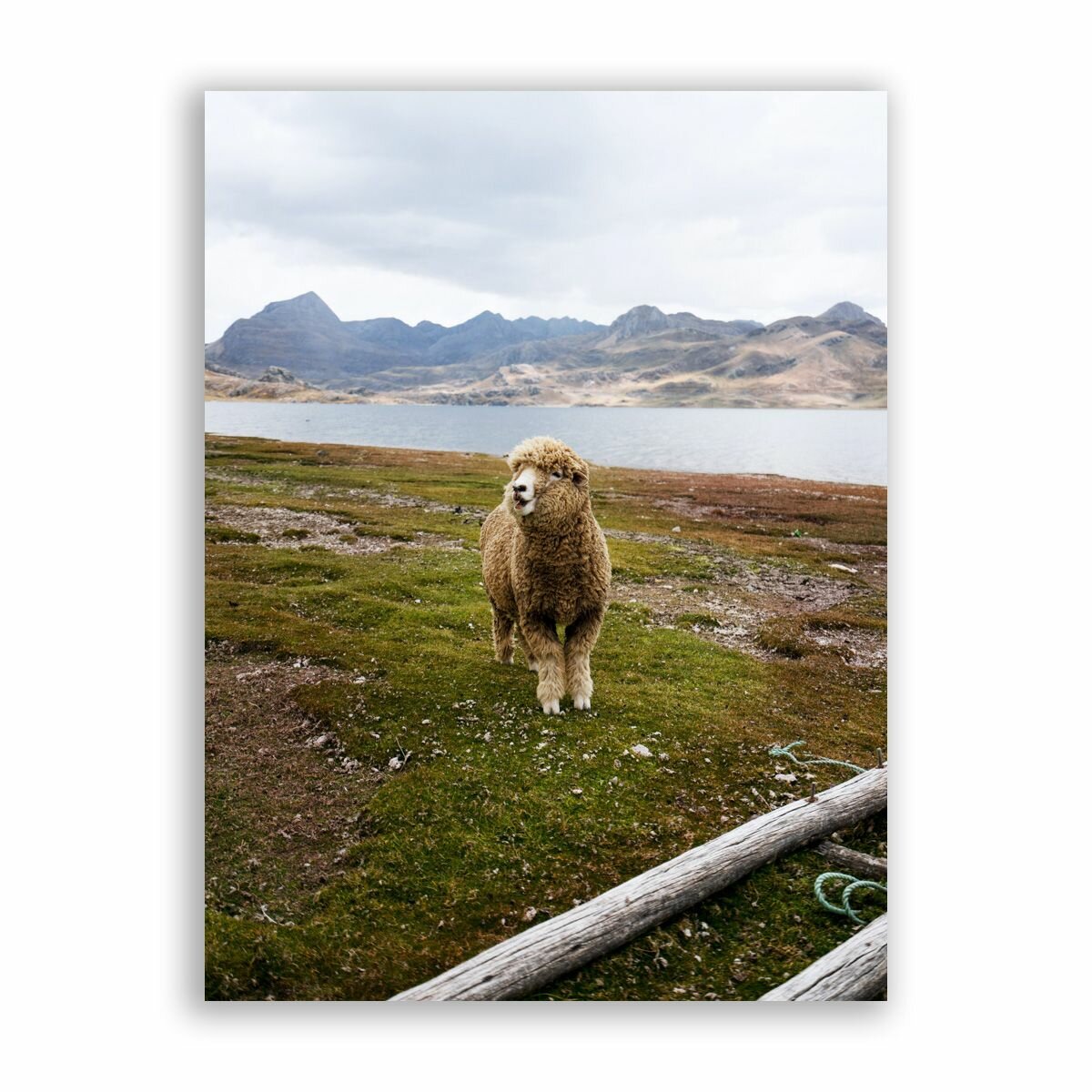 Постер, плакат на бумаге / Овцы / Размер 30 x 40 см