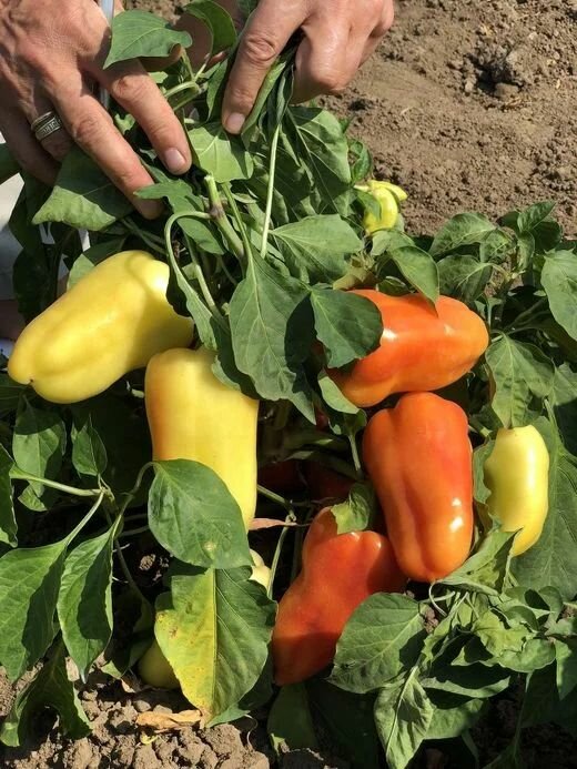 Коллекционные семена перца сладкого Злата Прага F1