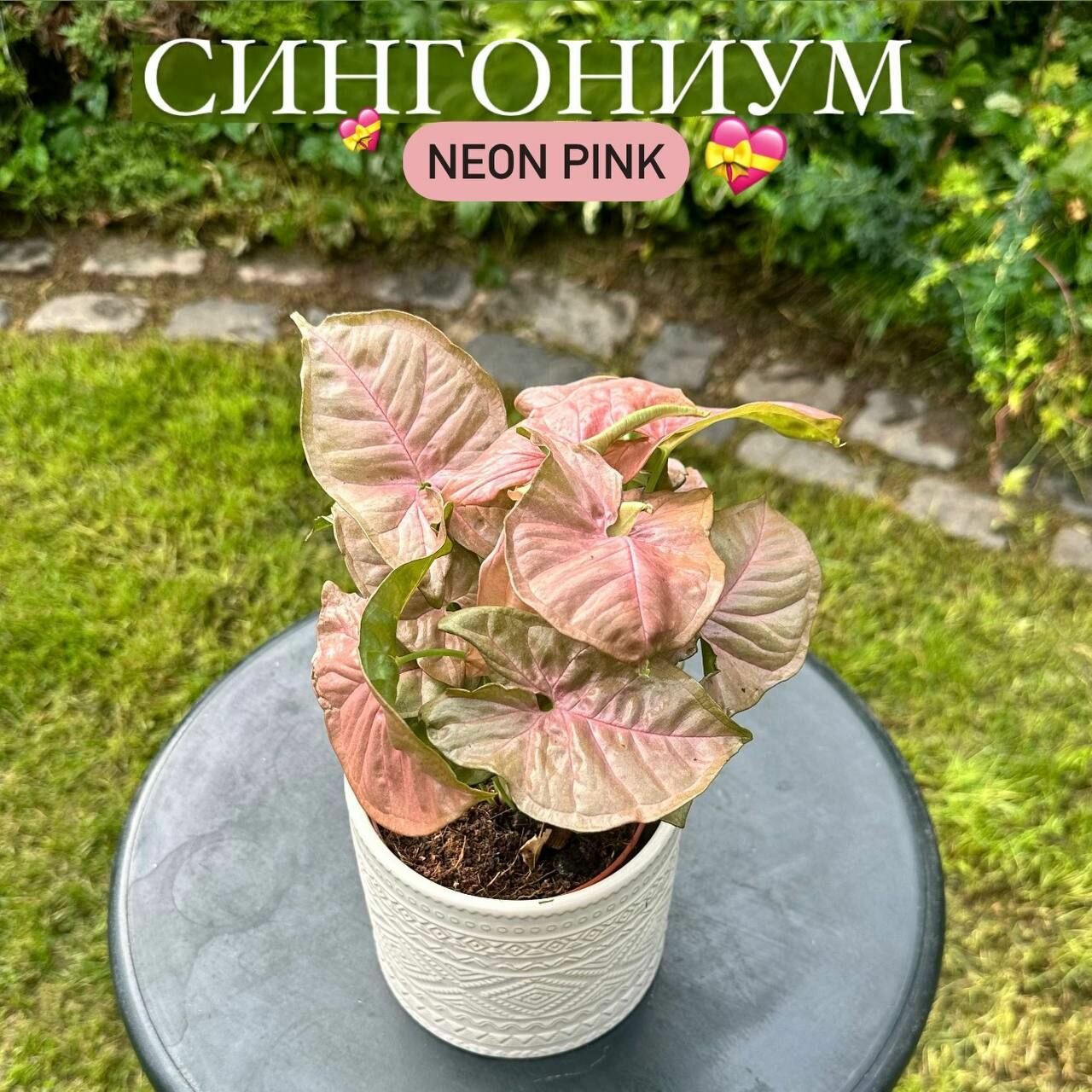 Сингониум Неон Пинк 25*10