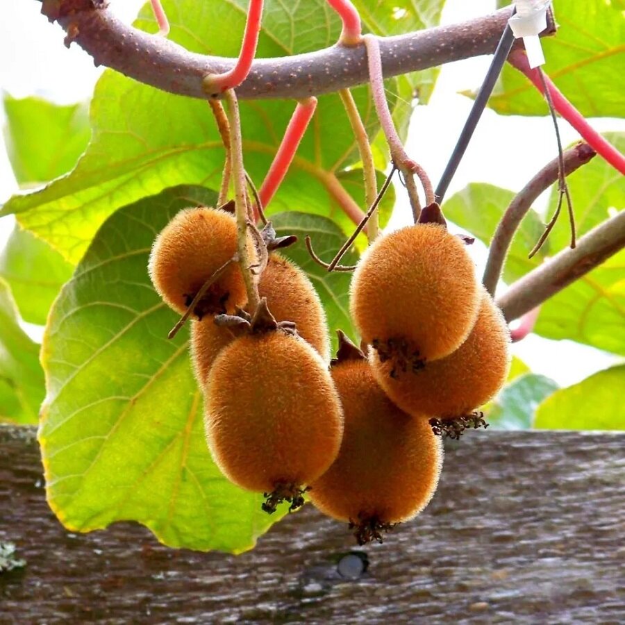 Семена Deodar SEEDS COMPANY Актинидия китайская 30 шт.