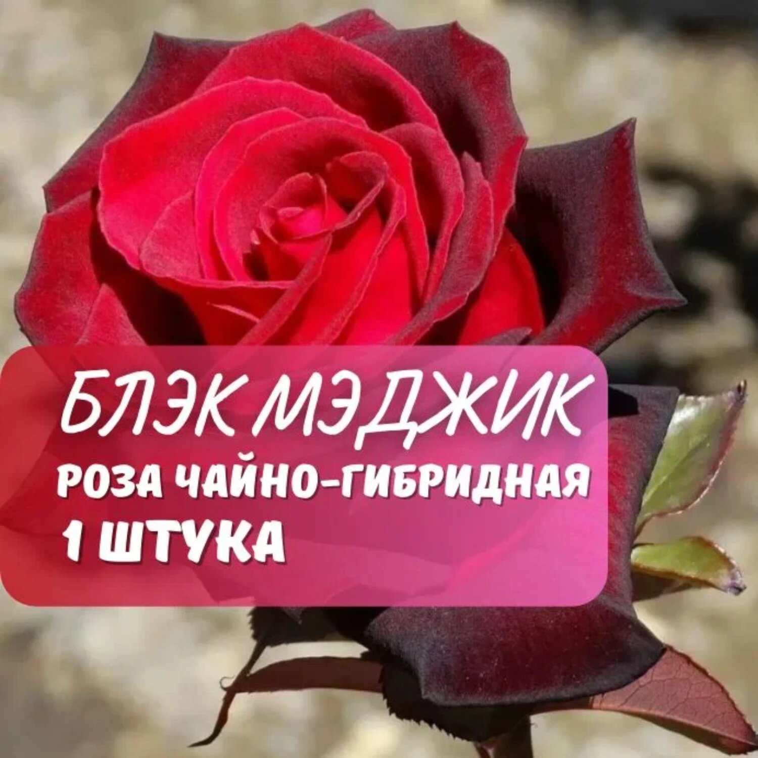 Чайно-гибридные розы Блэк Мэджик, 1 саж , многолетние, темно-бордовые