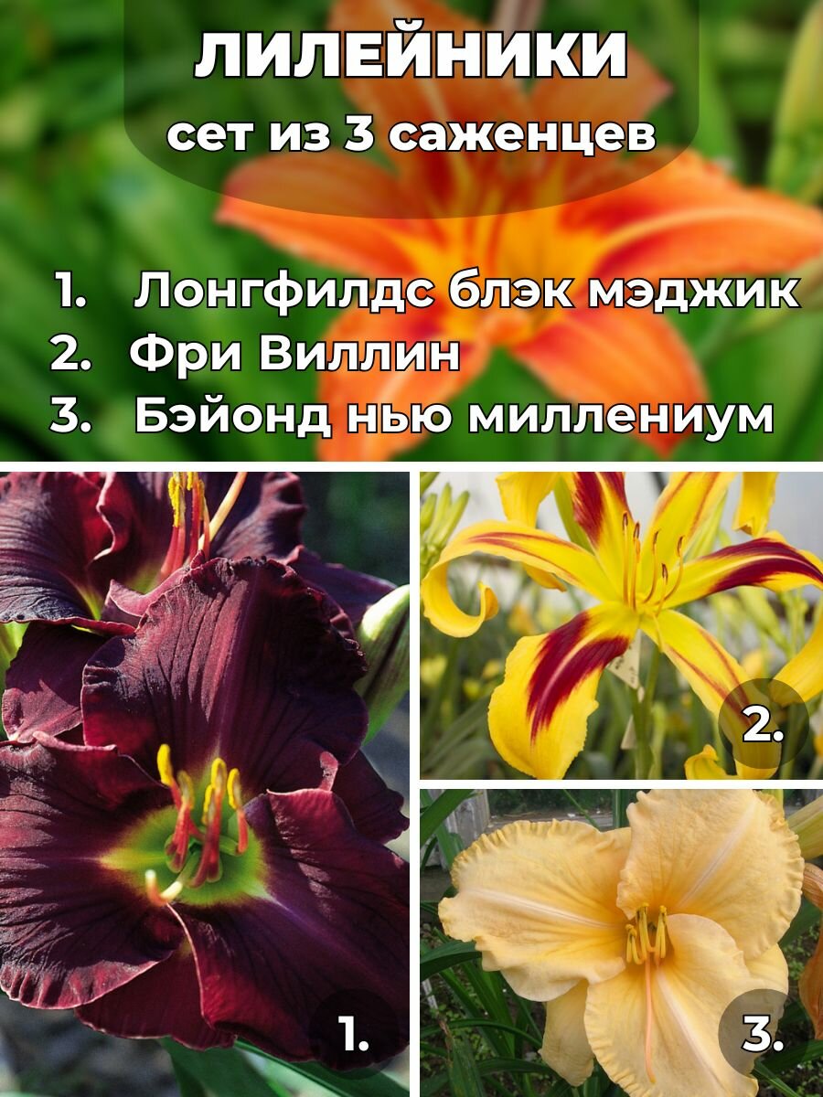 Лилейник, корневища , сет из 3-х сортов