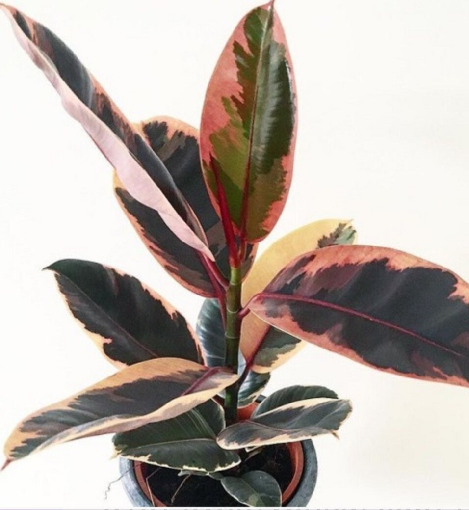 Фикус эластика Белиз малыши 15-17 см