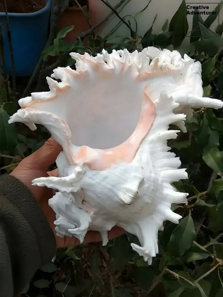 16-17 СМ Натуральная большая коралловая раковина-ракушка для домашнего декора