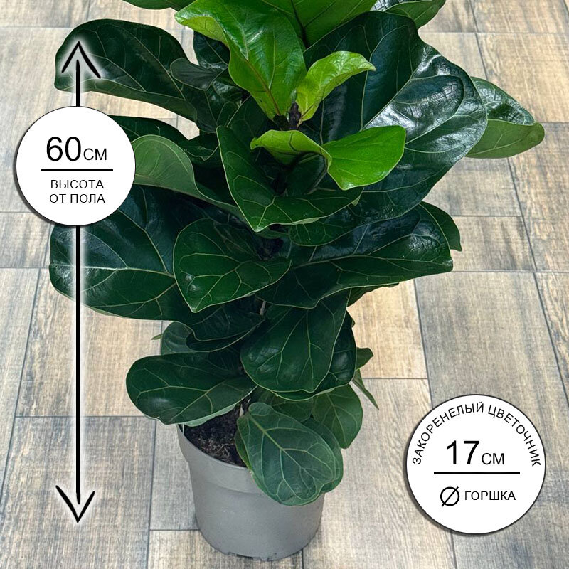 Фикус Тибако 17*60, живое комнатное растение в горшке
