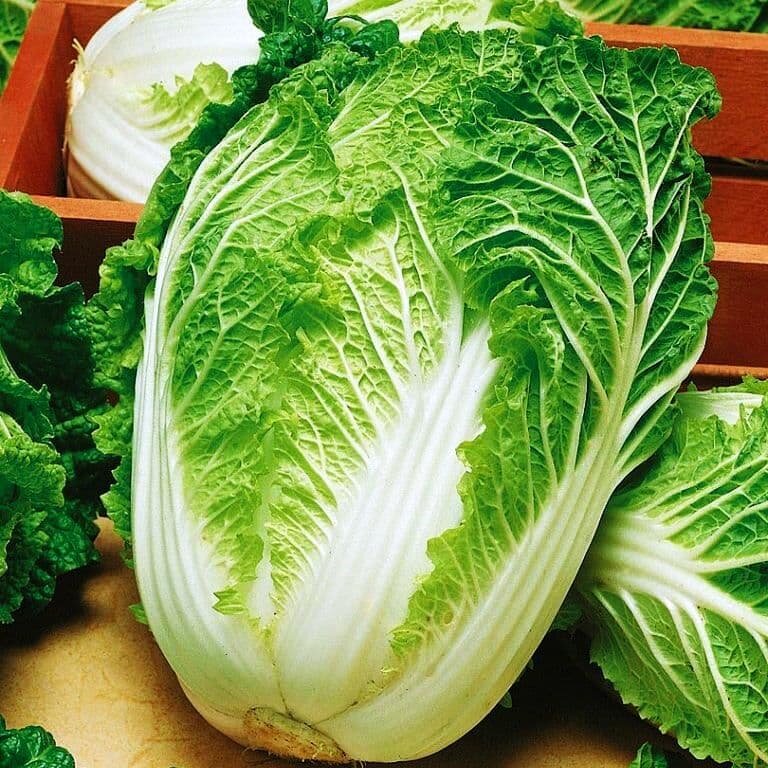 Капуста пекинская Нежность (0,1 гр.), Гавриш, Россия