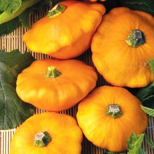 Патиссон НЛО Оранжевый (12 шт.), Агрофирма Поиск, Россия