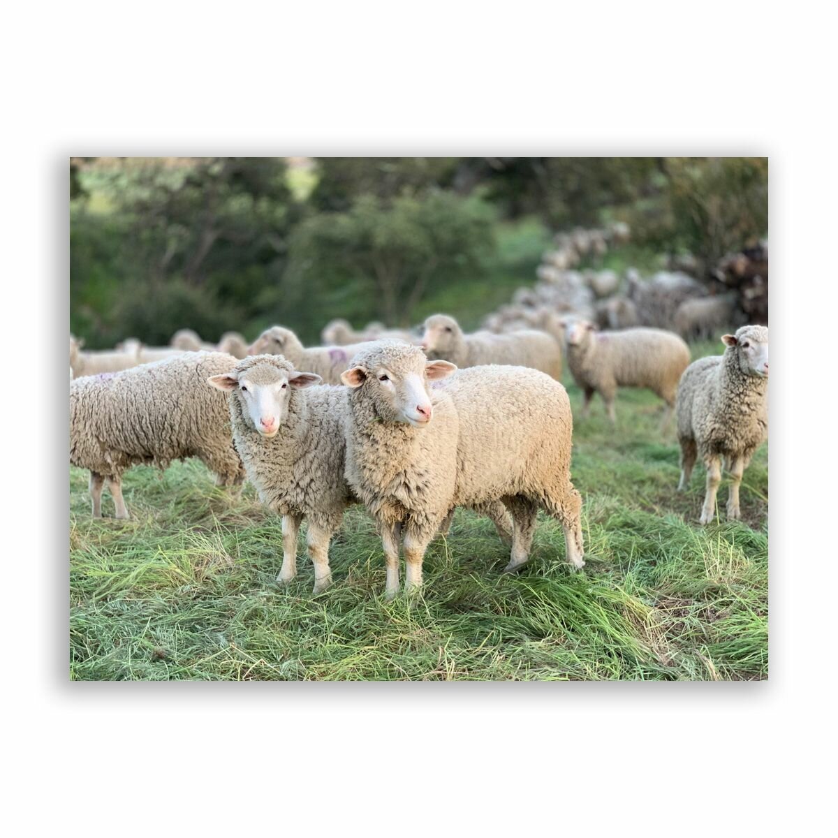 Постер, плакат на бумаге / Овцы / Размер 30 x 40 см
