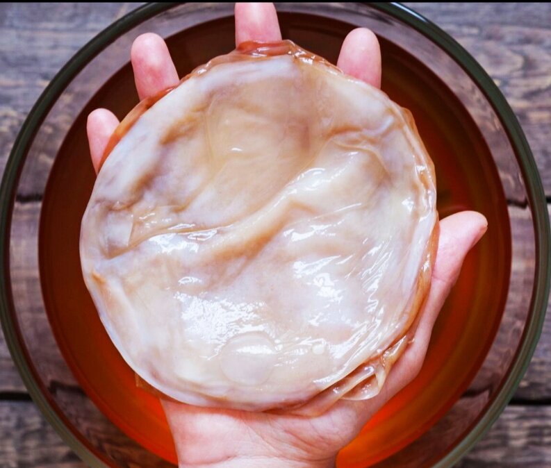 Комбуча (чайный гриб живой)