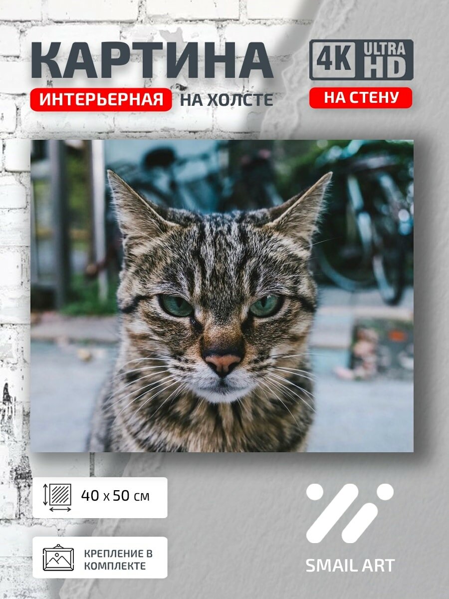 Картина на холсте интерьерная 40 на 50 на стену Животные Кот для кабинета атмосфера