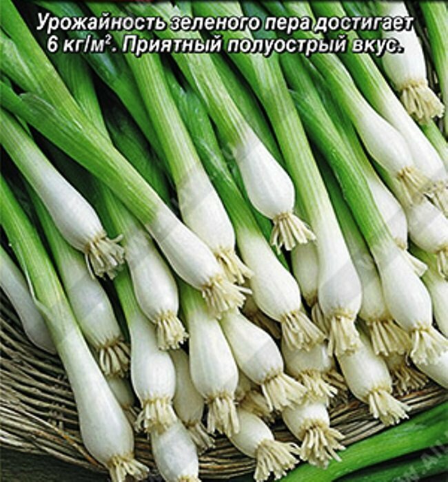 Семена Лук батун Зеленец