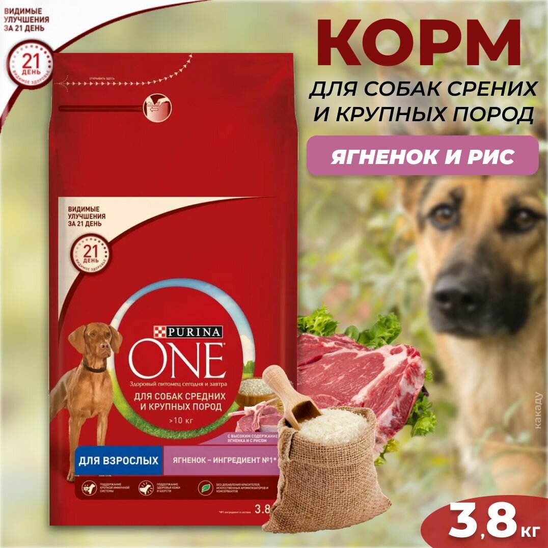 Purina ONE Сухой корм для взрослых собак средних и крупных пород, с высоким содержанием ягненка и рисом, 3,8 кг/